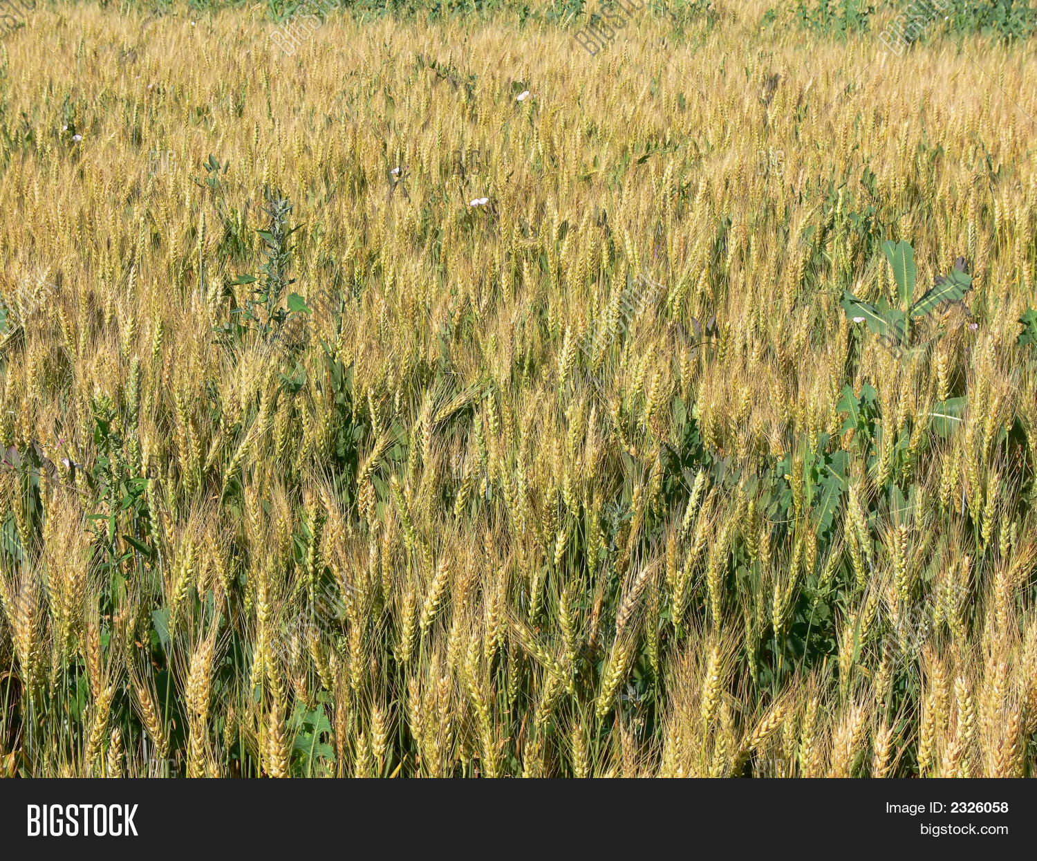 Weed-Infested Wheat Image & Photo (Free Trial) | Bigstock