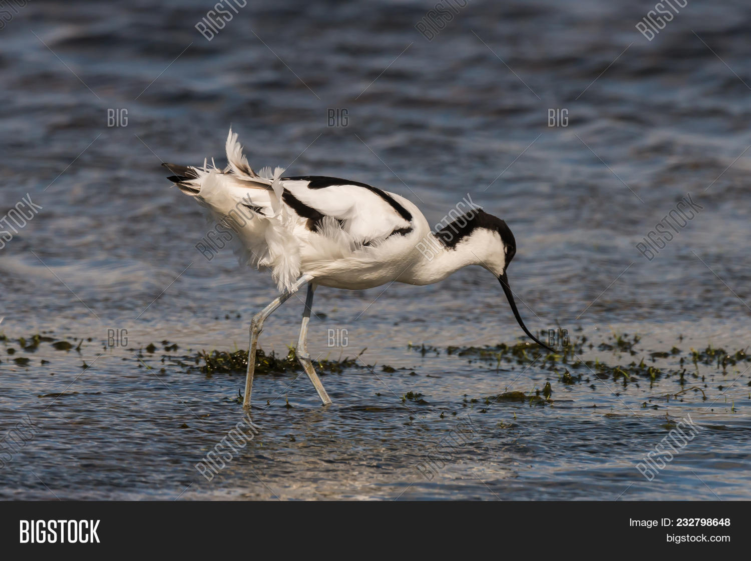 Pied Avocet Image & Photo (Free Trial) | Bigstock