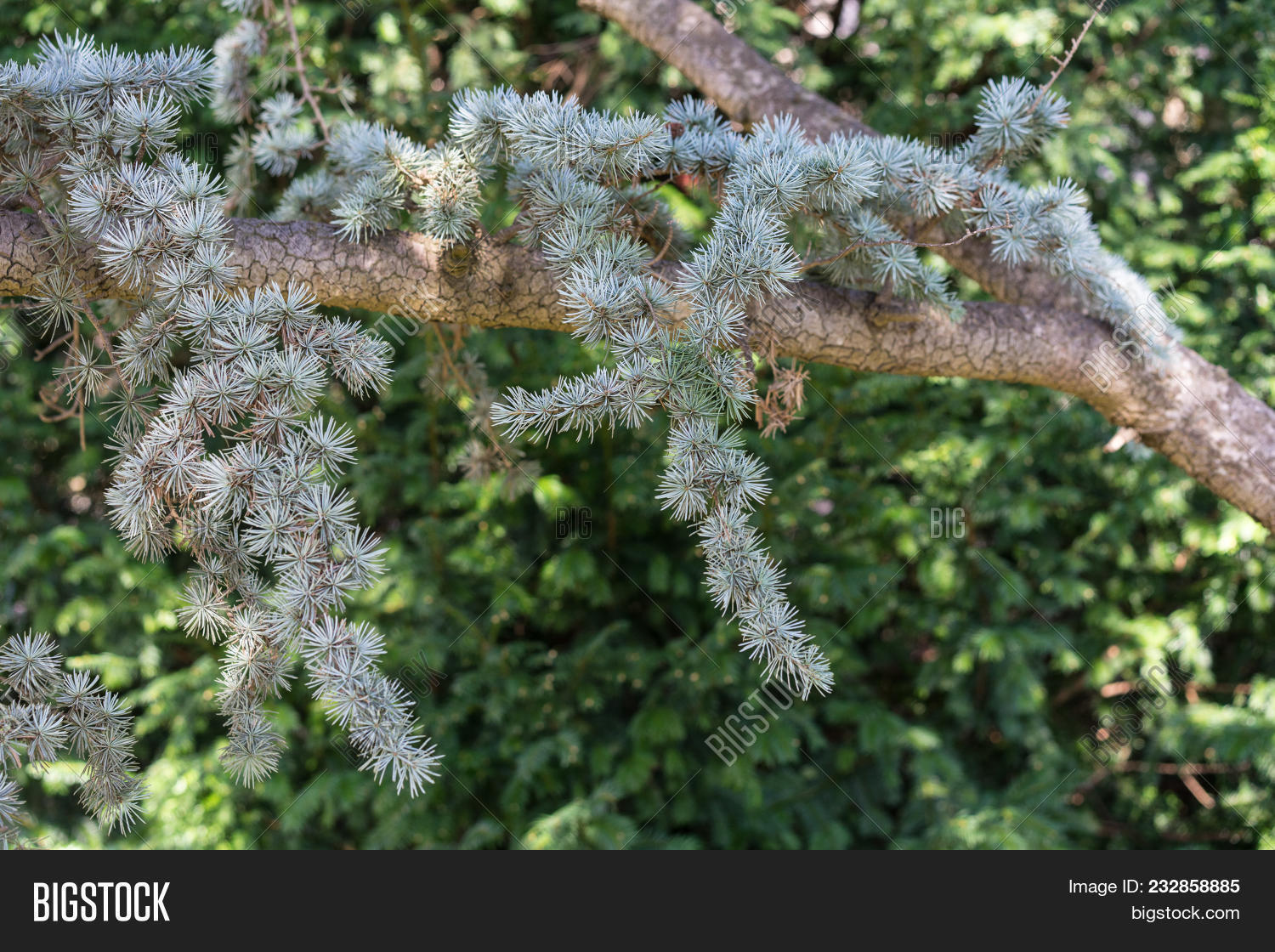 Cedrus Atlantica Tree Image & Photo (Free Trial) | Bigstock