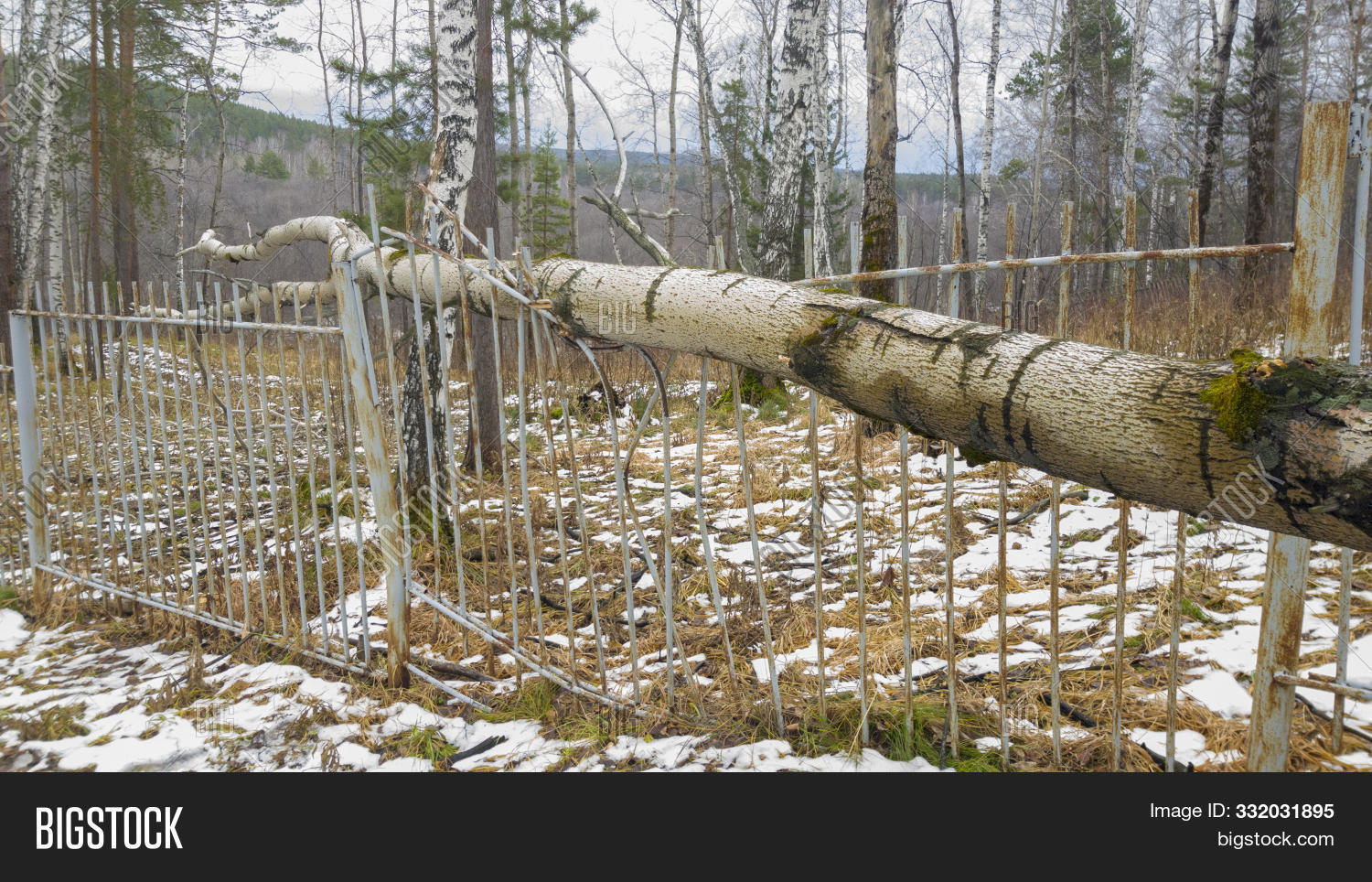 Close Large Tree Fell Image & Photo (Free Trial) | Bigstock