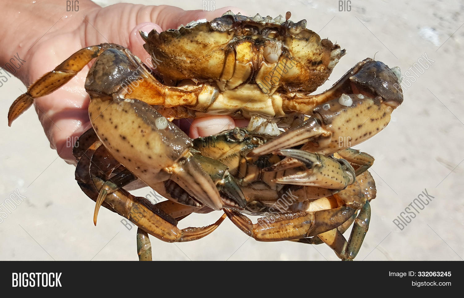 Man Holding Crab His Image & Photo (Free Trial) | Bigstock