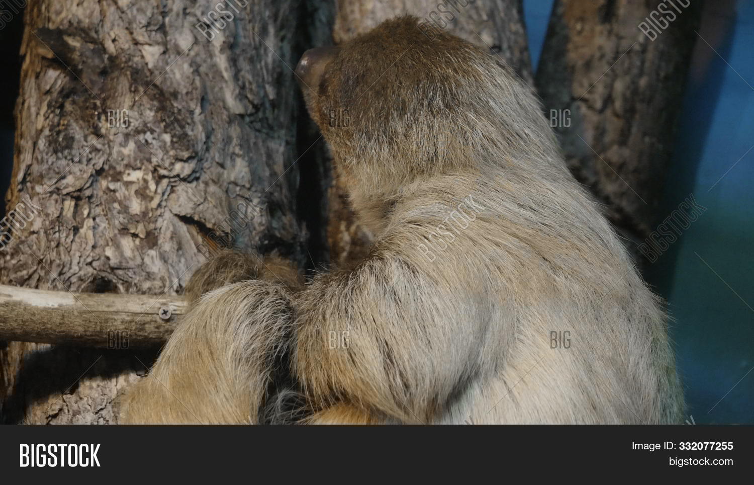 Sloth Hanging Upside Image & Photo (Free Trial) | Bigstock