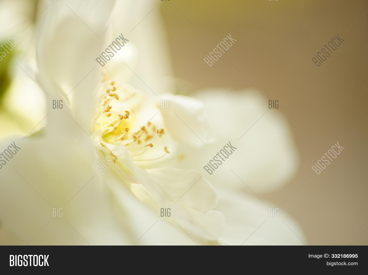 Creamy White Rose Image & Photo (Free Trial) | Bigstock