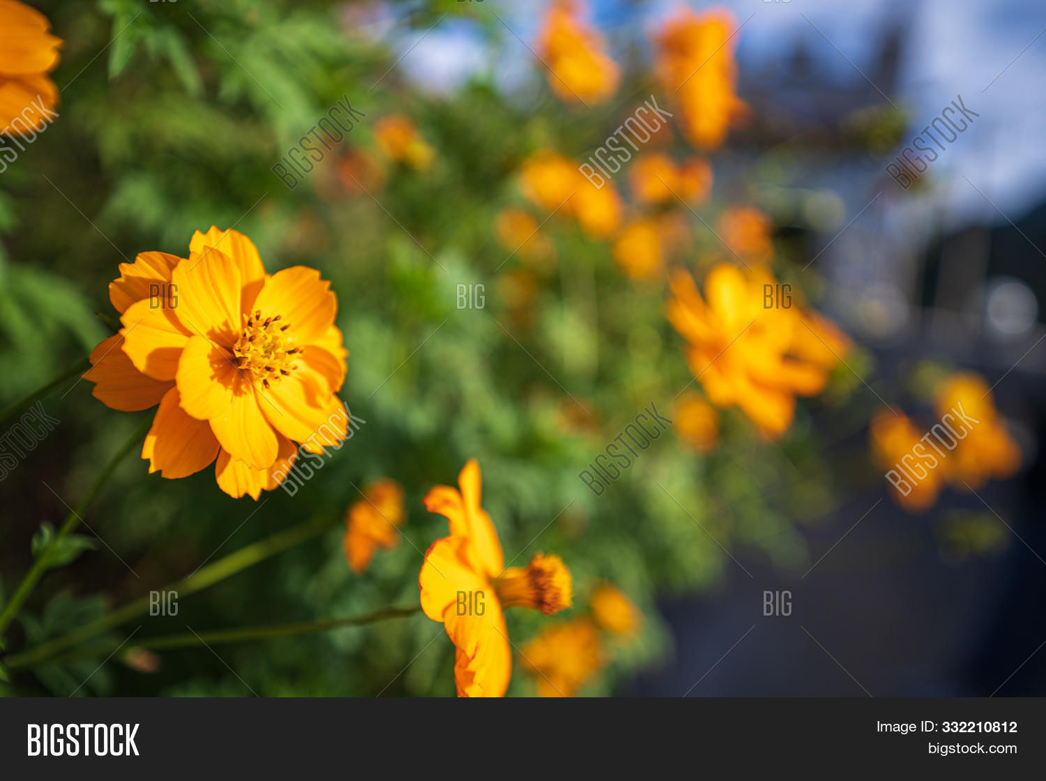 Close Yellow Cosmos Image & Photo (Free Trial) | Bigstock
