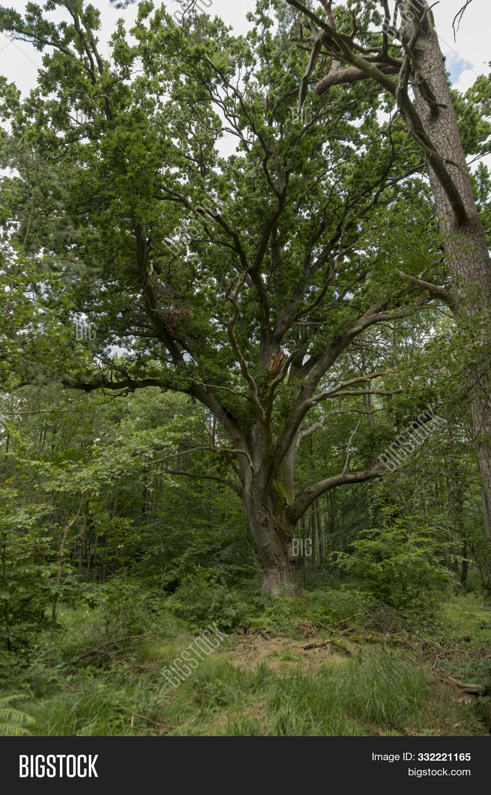 Very Old Oak Tree Image & Photo (Free Trial) | Bigstock
