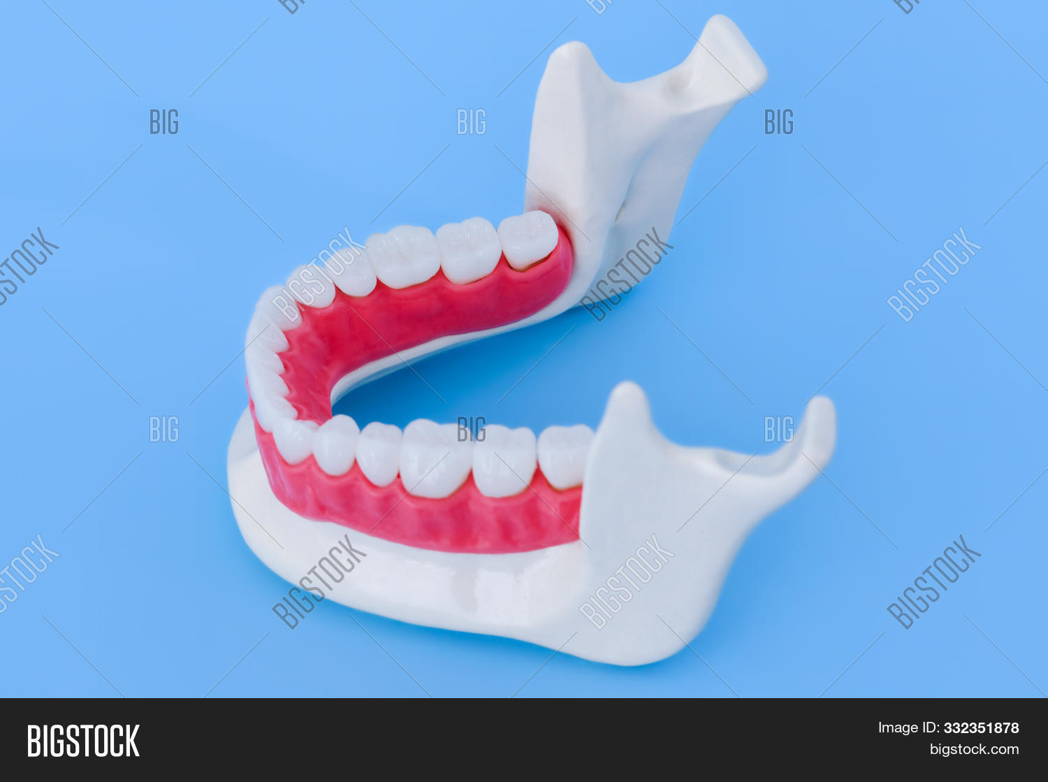 Lower Human Jaw Teeth Image & Photo (Free Trial) | Bigstock