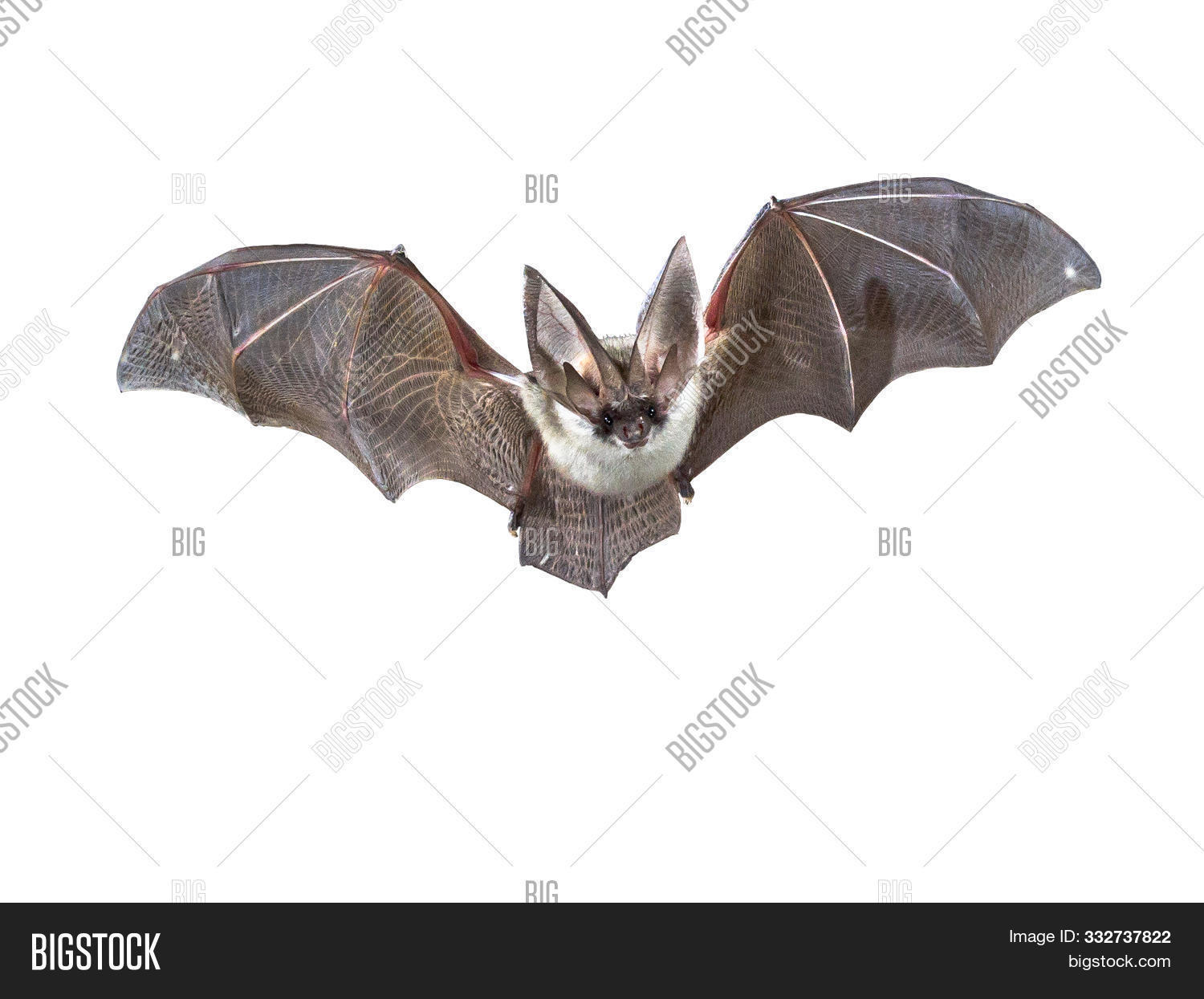 Flying Bat Isolated On Image & Photo (Free Trial) | Bigstock