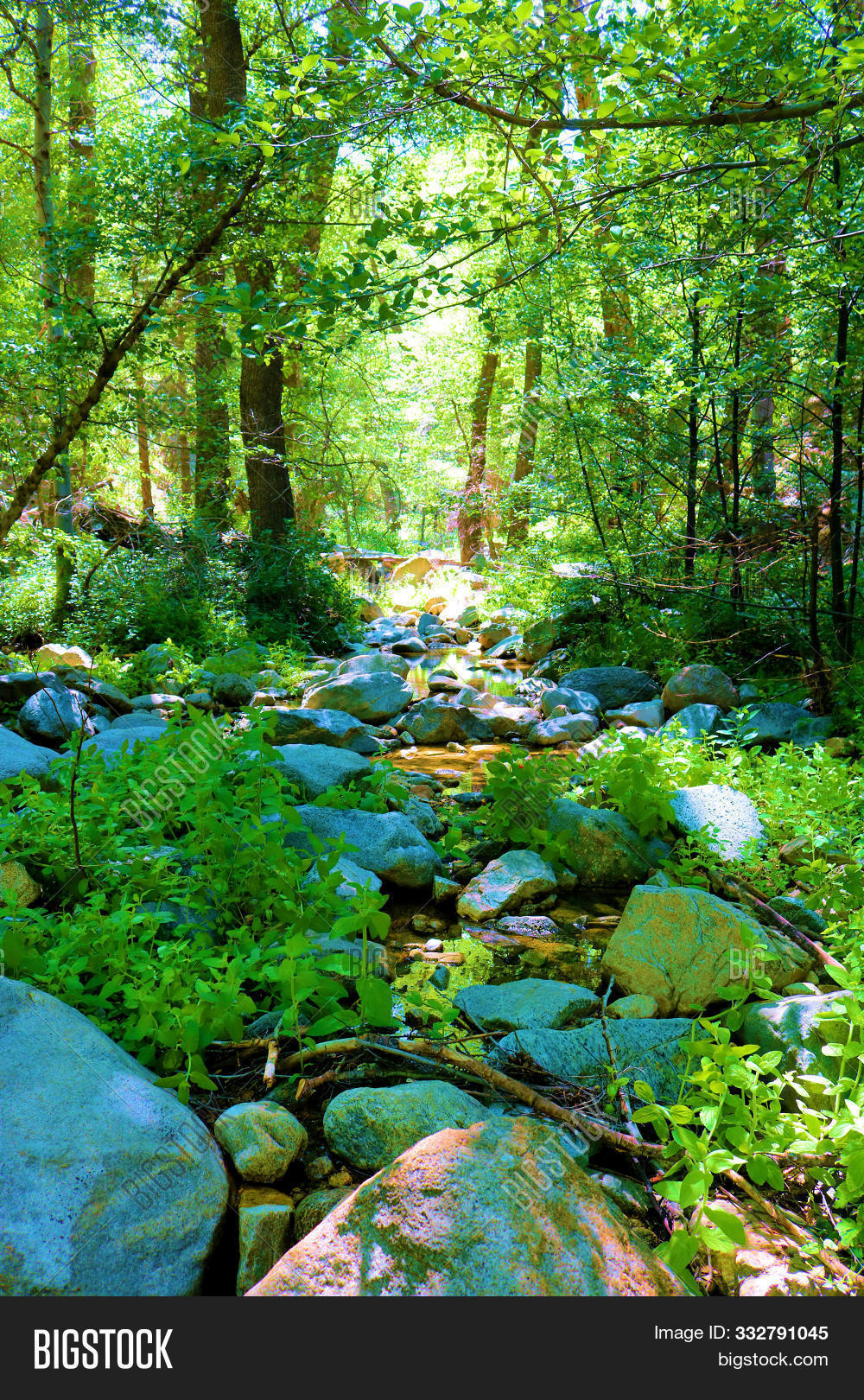 Lush Green Alder Trees Image & Photo (Free Trial) | Bigstock