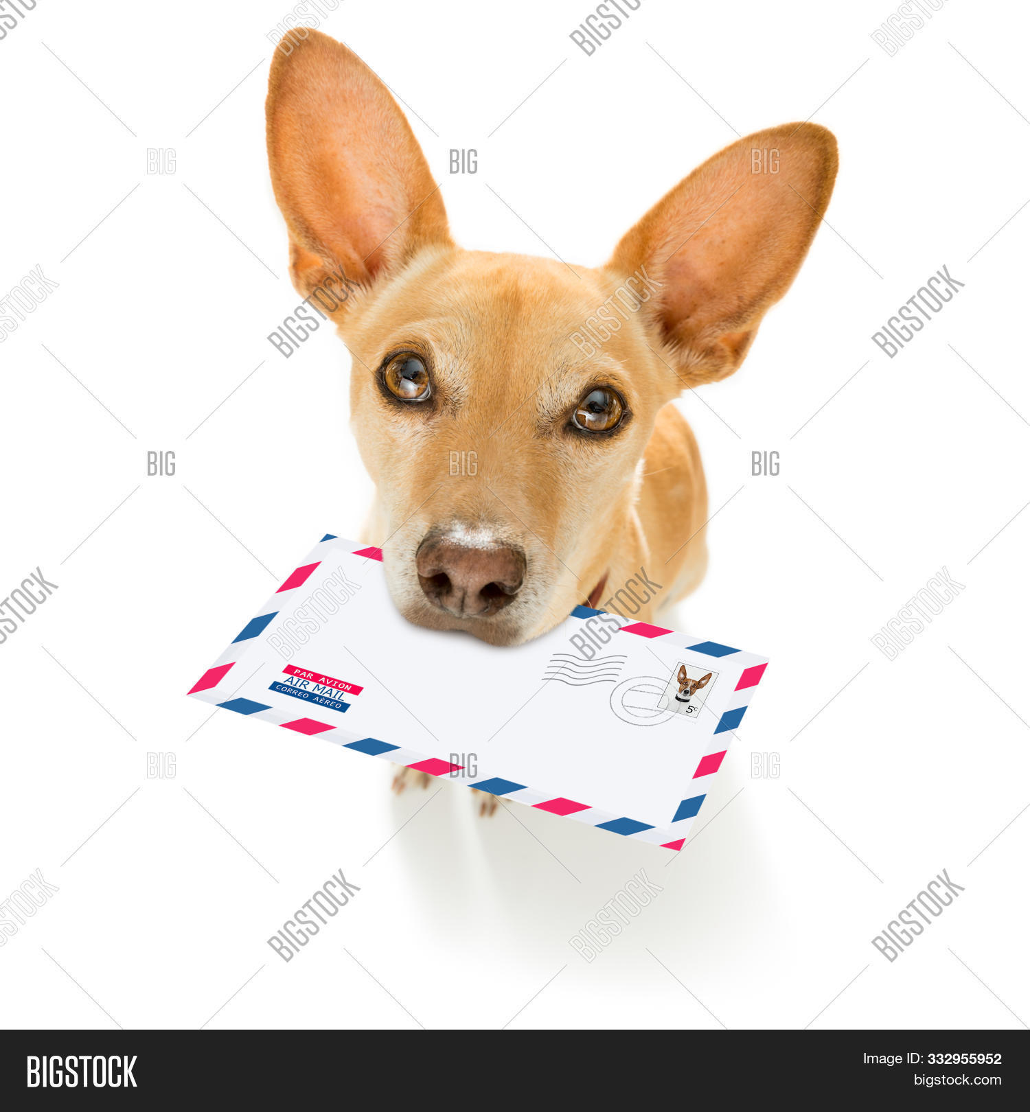 Dog Mail Deliver Image & Photo (Free Trial) | Bigstock