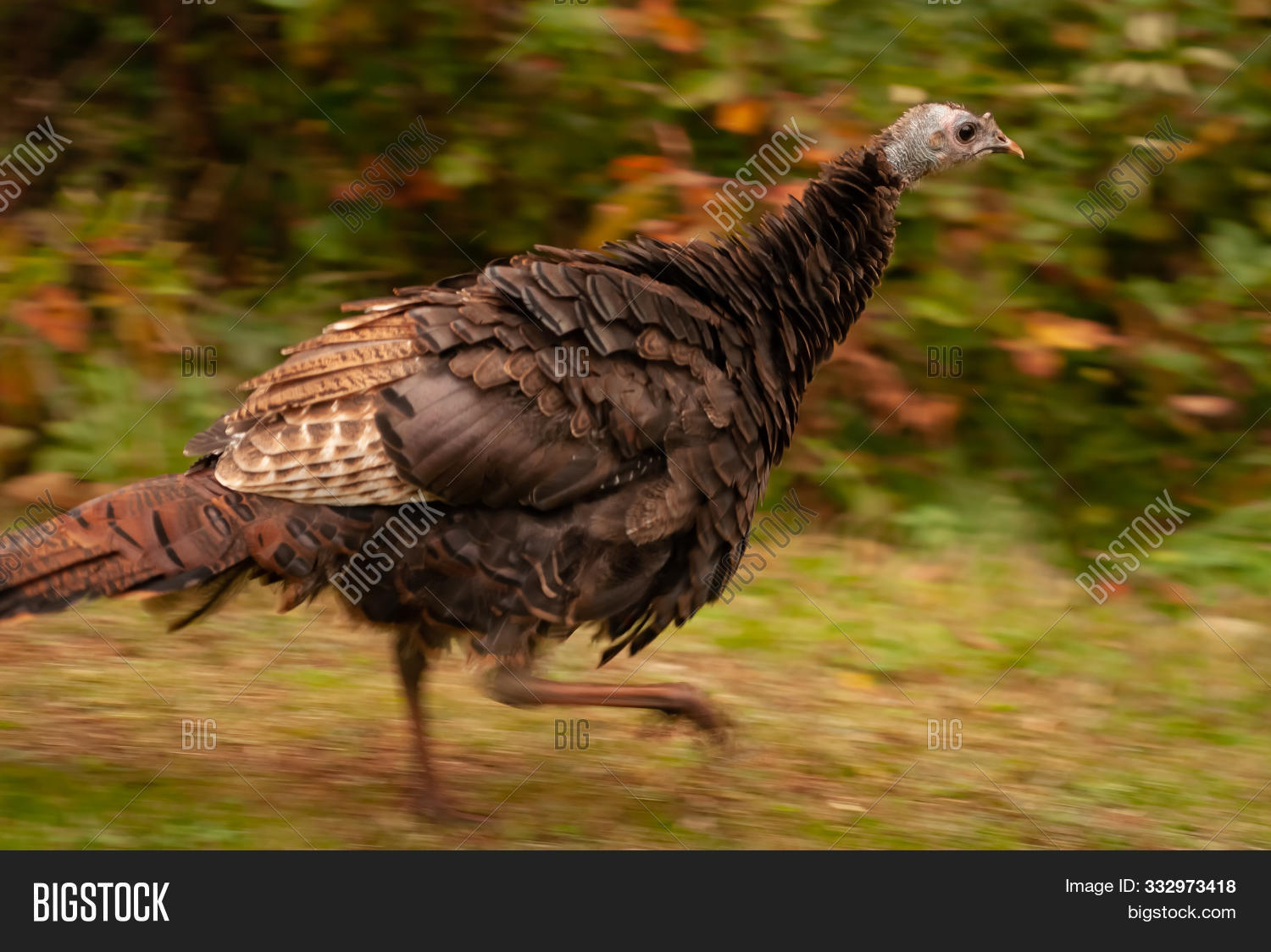 Running Turkey Scared Image & Photo (Free Trial) | Bigstock