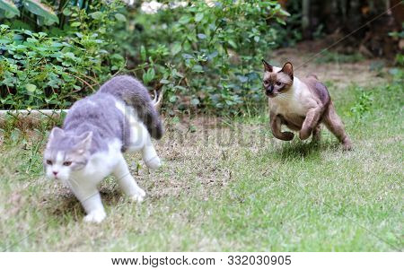 Two Cats Chasing Each Image & Photo (Free Trial) | Bigstock