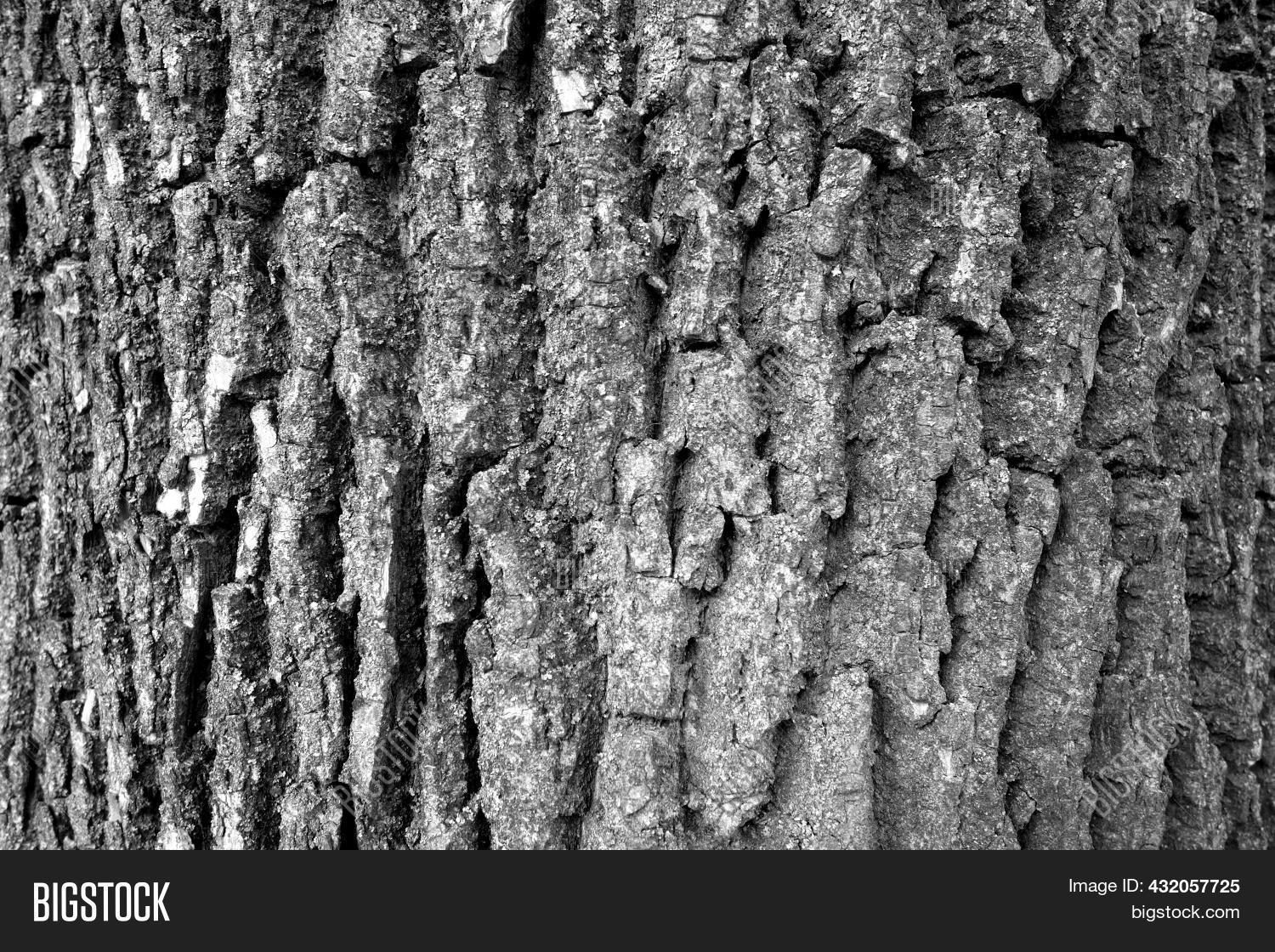 Tree Bark Texture Image & Photo (Free Trial) | Bigstock