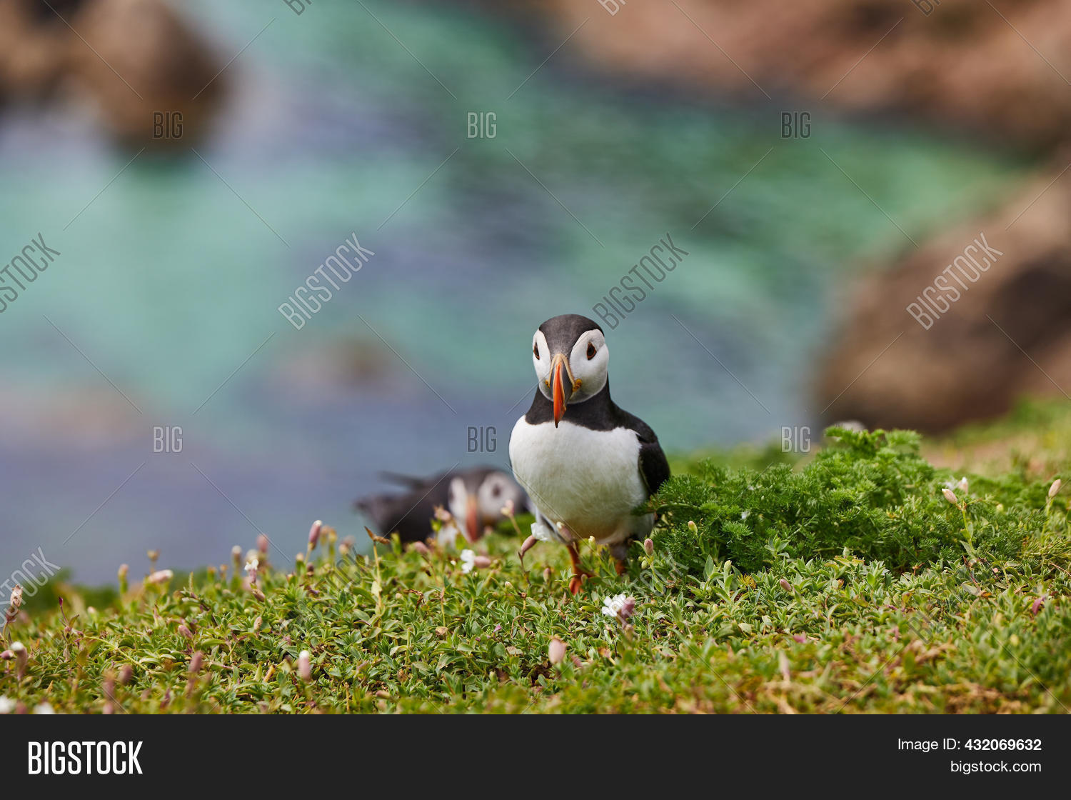 Atlantic Puffins Bird Image & Photo (Free Trial) | Bigstock