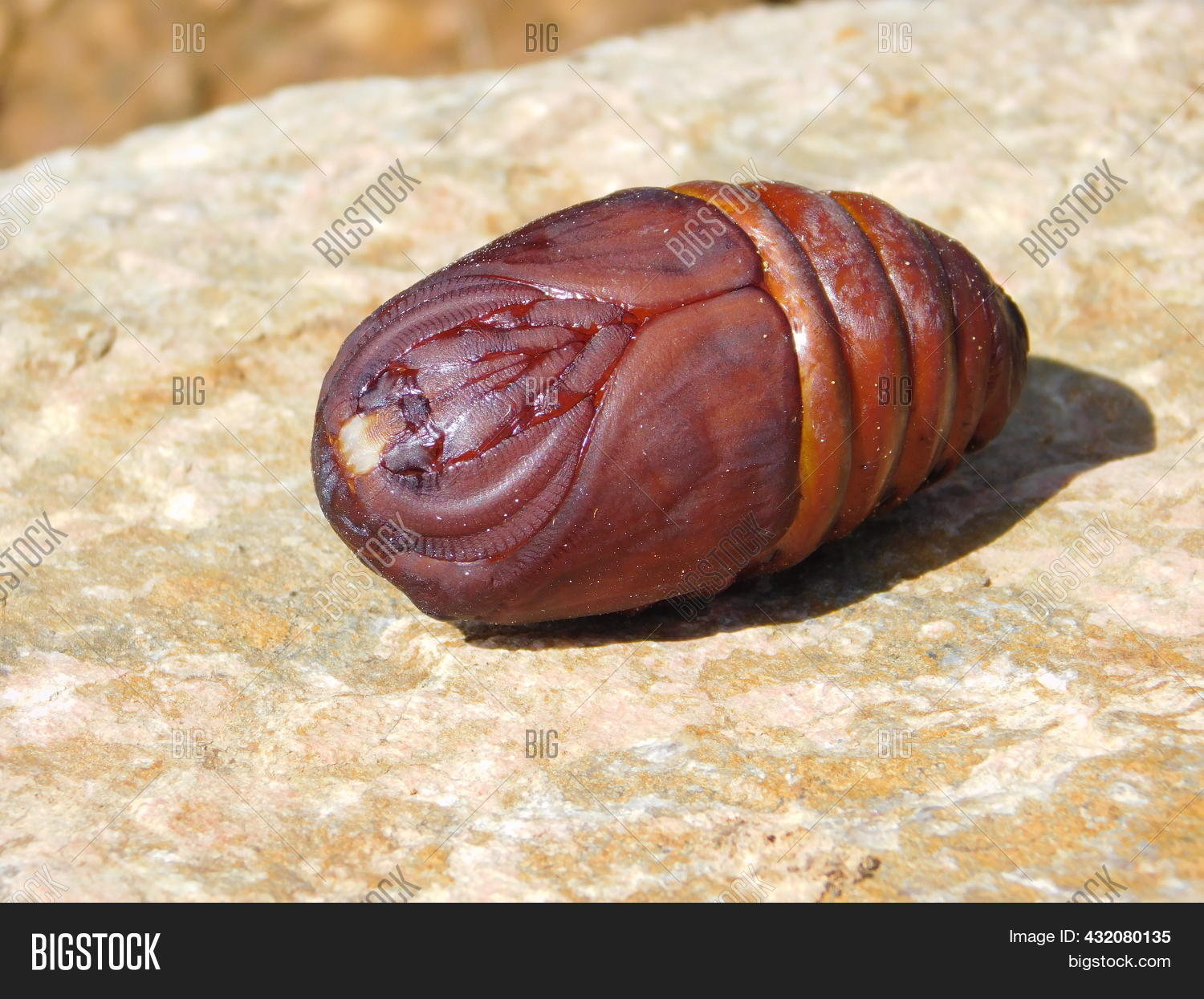 Pupa Moths Protected Image & Photo (Free Trial) | Bigstock