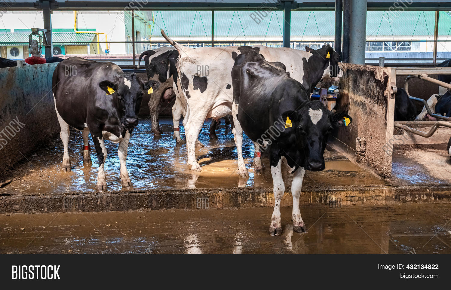 Cow Close . Stalls Image & Photo (Free Trial) | Bigstock
