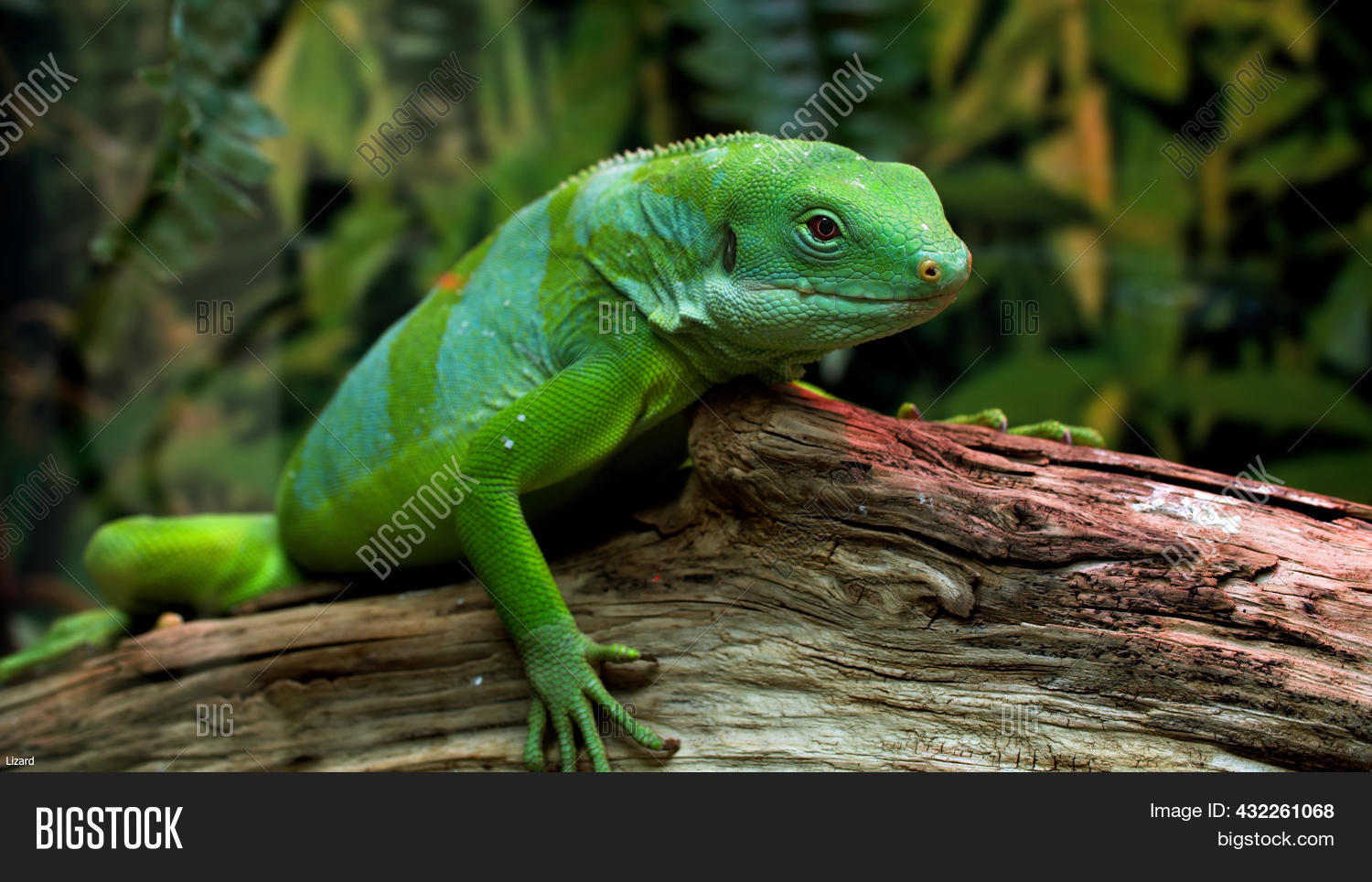 Western Green Lizard Image & Photo (Free Trial) | Bigstock
