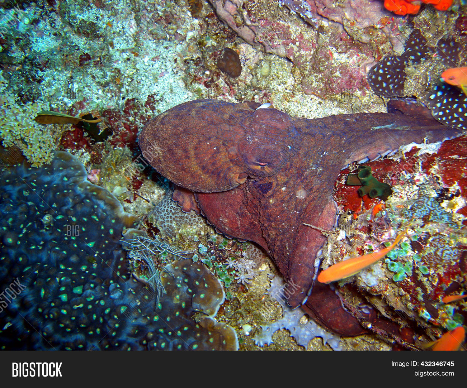 Octopus Swimming Image & Photo (Free Trial) | Bigstock