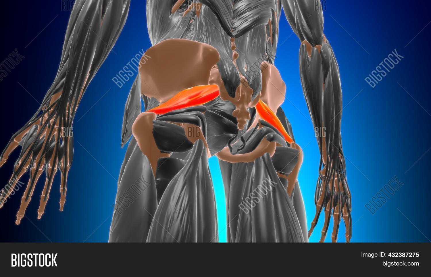 Piriformis Muscle Image & Photo (Free Trial) | Bigstock
