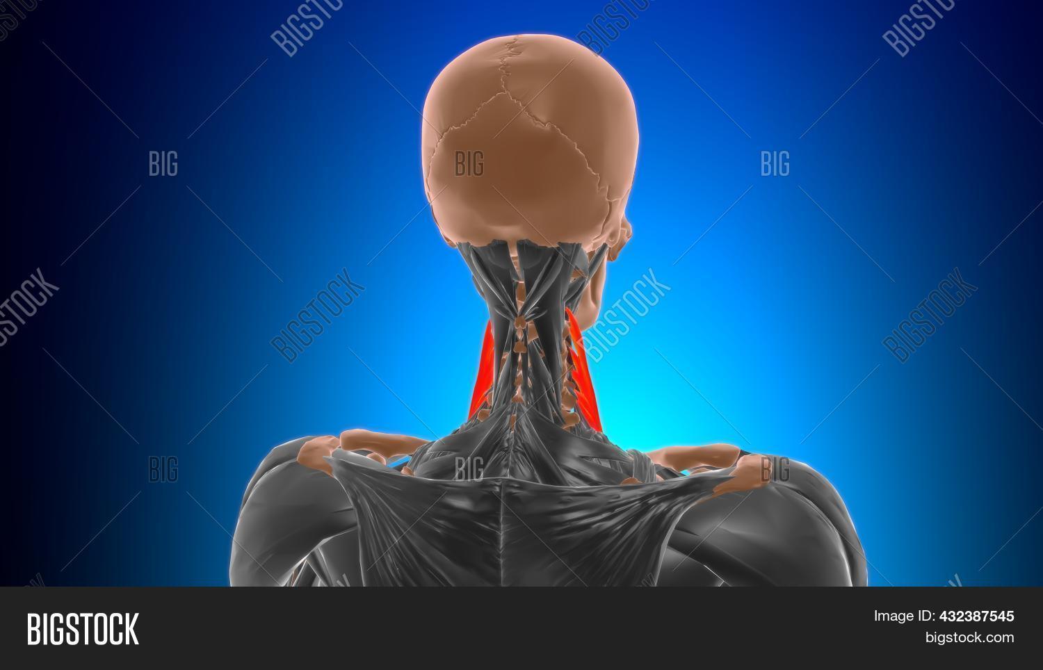 Scalenus Medius Muscle Image & Photo (Free Trial) | Bigstock