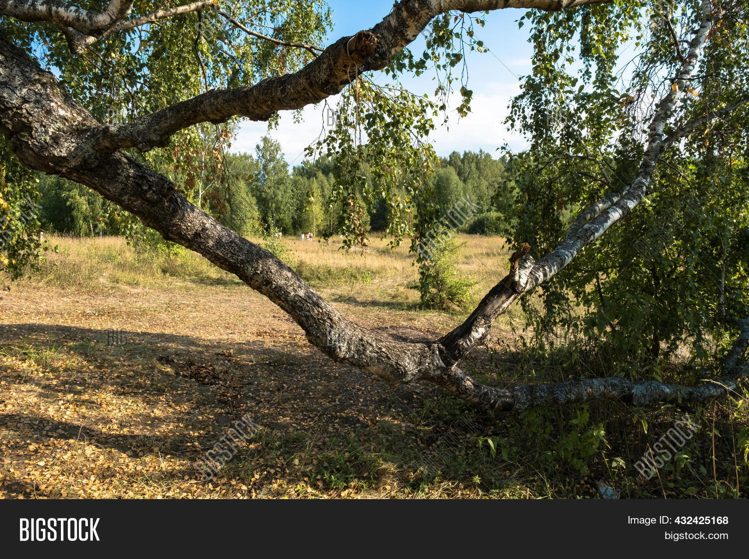 Large Twisting Branch Image & Photo (Free Trial) | Bigstock