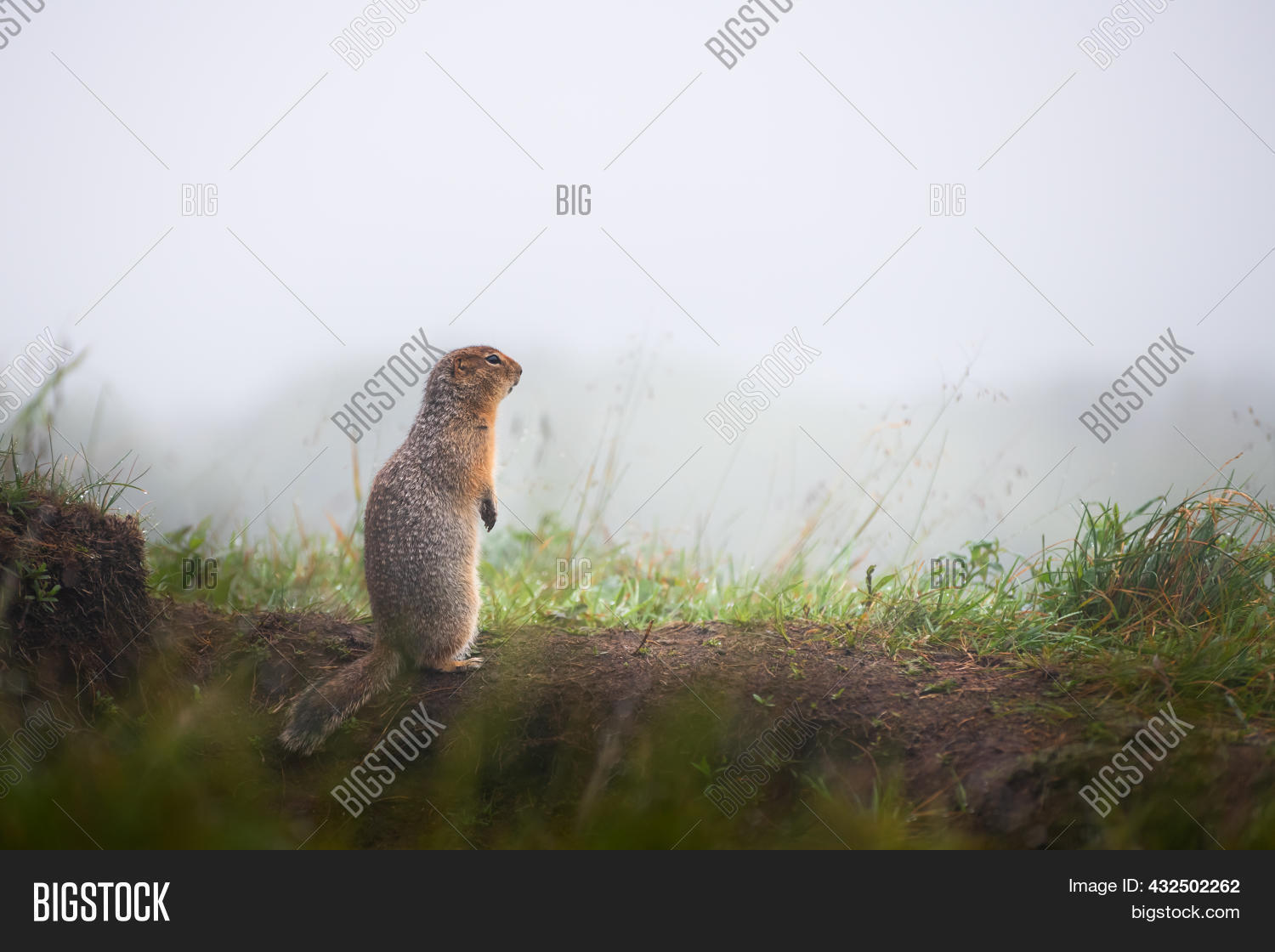 Gopher Stands On Hind Image & Photo (Free Trial) | Bigstock