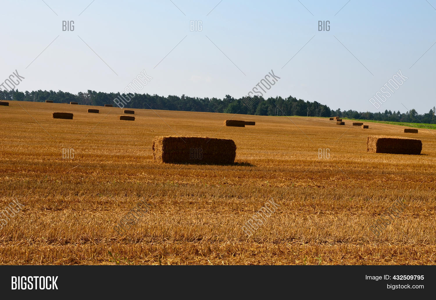 Each Tremp Sometimes Image & Photo (Free Trial) | Bigstock