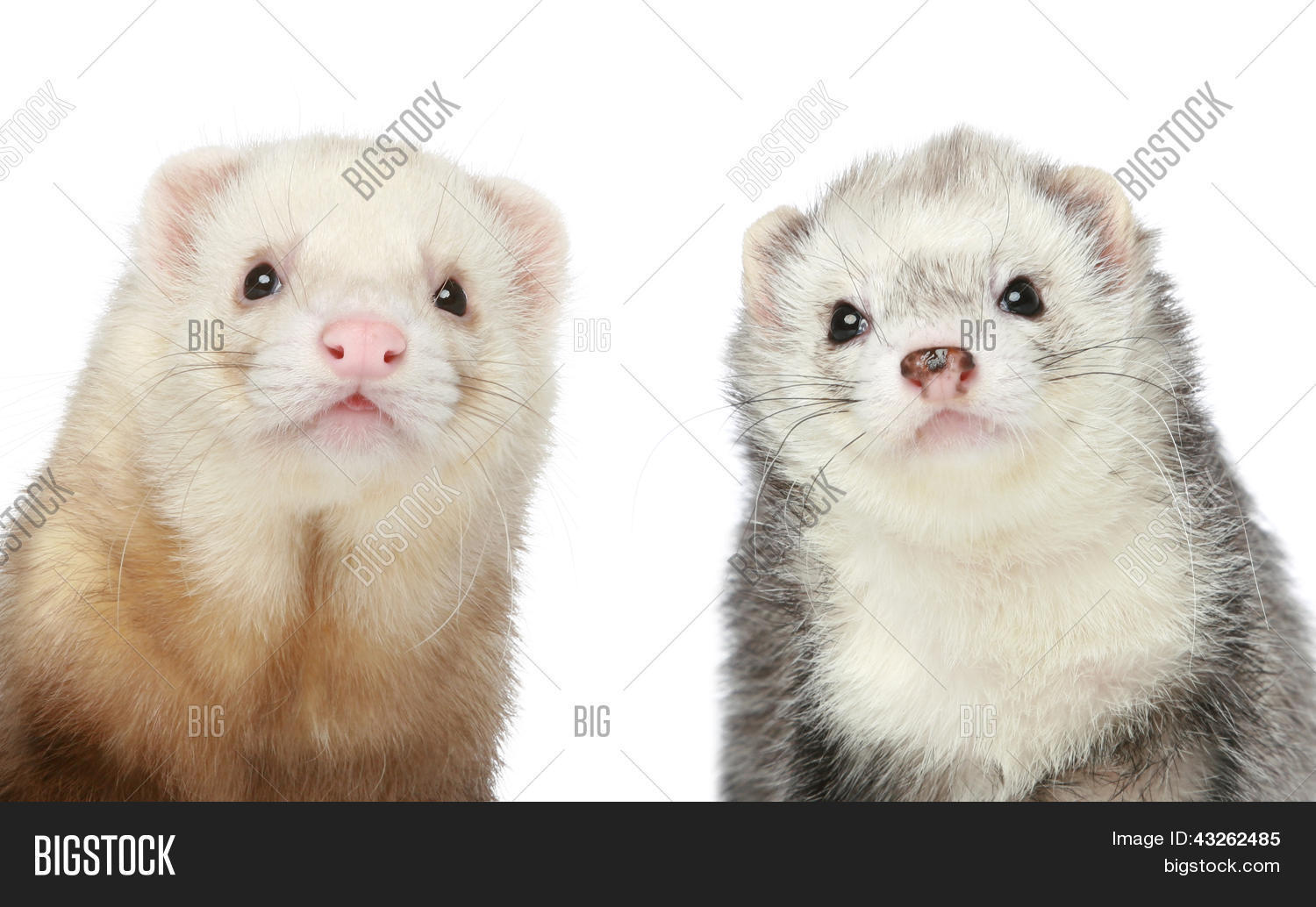 Two Ferrets. Close- Image & Photo (Free Trial) | Bigstock