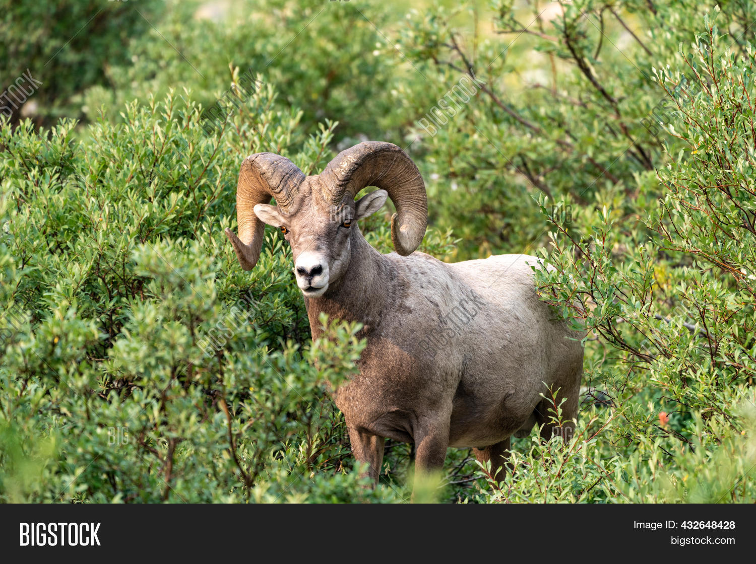 Ram Bighorn Sheep Image & Photo (Free Trial) | Bigstock