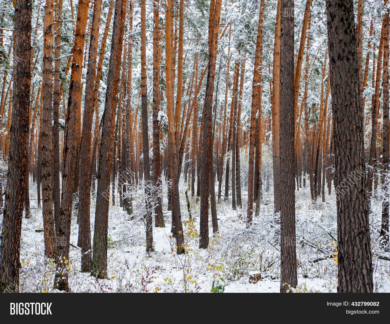 Forest Snow. Winter Image & Photo (Free Trial) | Bigstock
