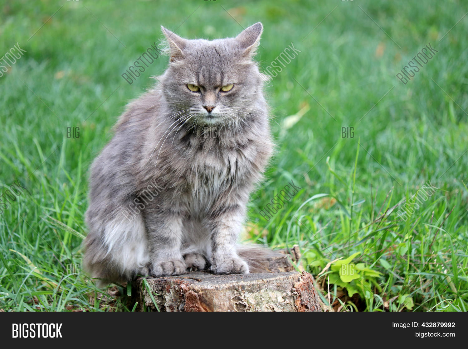Angry Gray Cat Sitting Image & Photo (Free Trial) | Bigstock