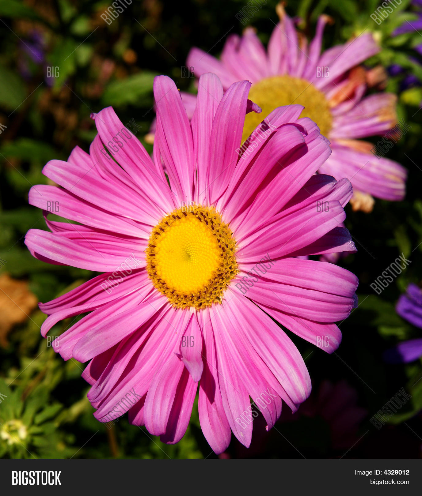 Pink Calendula Image & Photo (Free Trial) | Bigstock