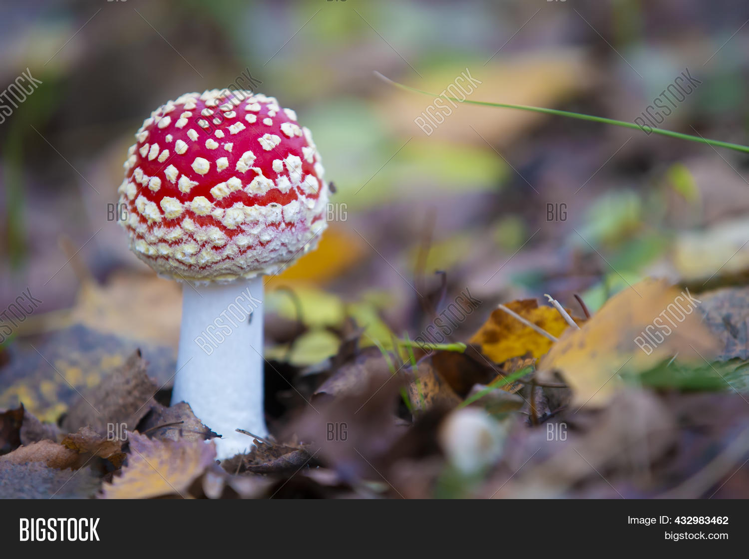 Beautiful Fly Agaric Image & Photo (Free Trial) | Bigstock