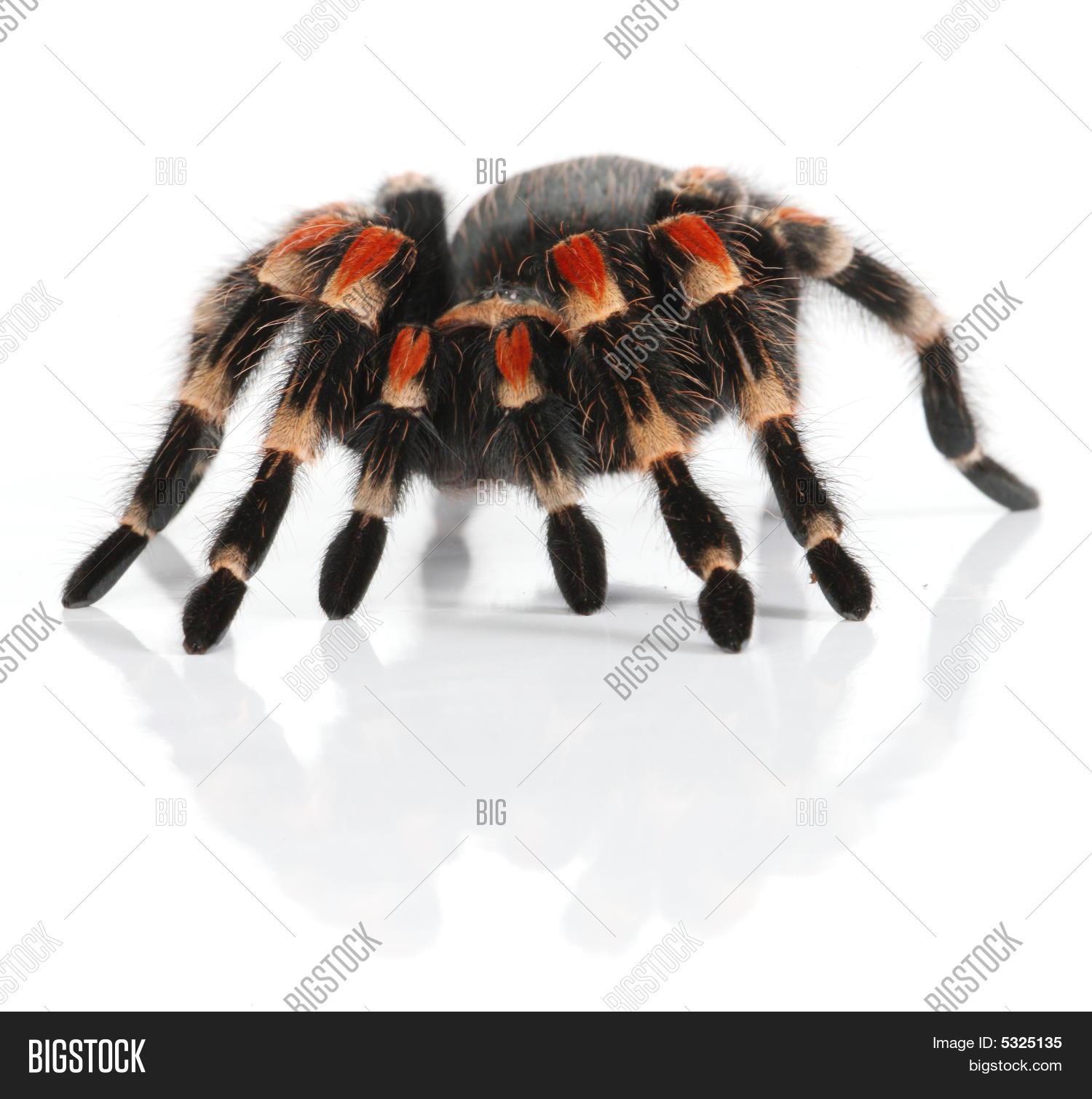 Mexican Redknee Image & Photo (Free Trial) | Bigstock