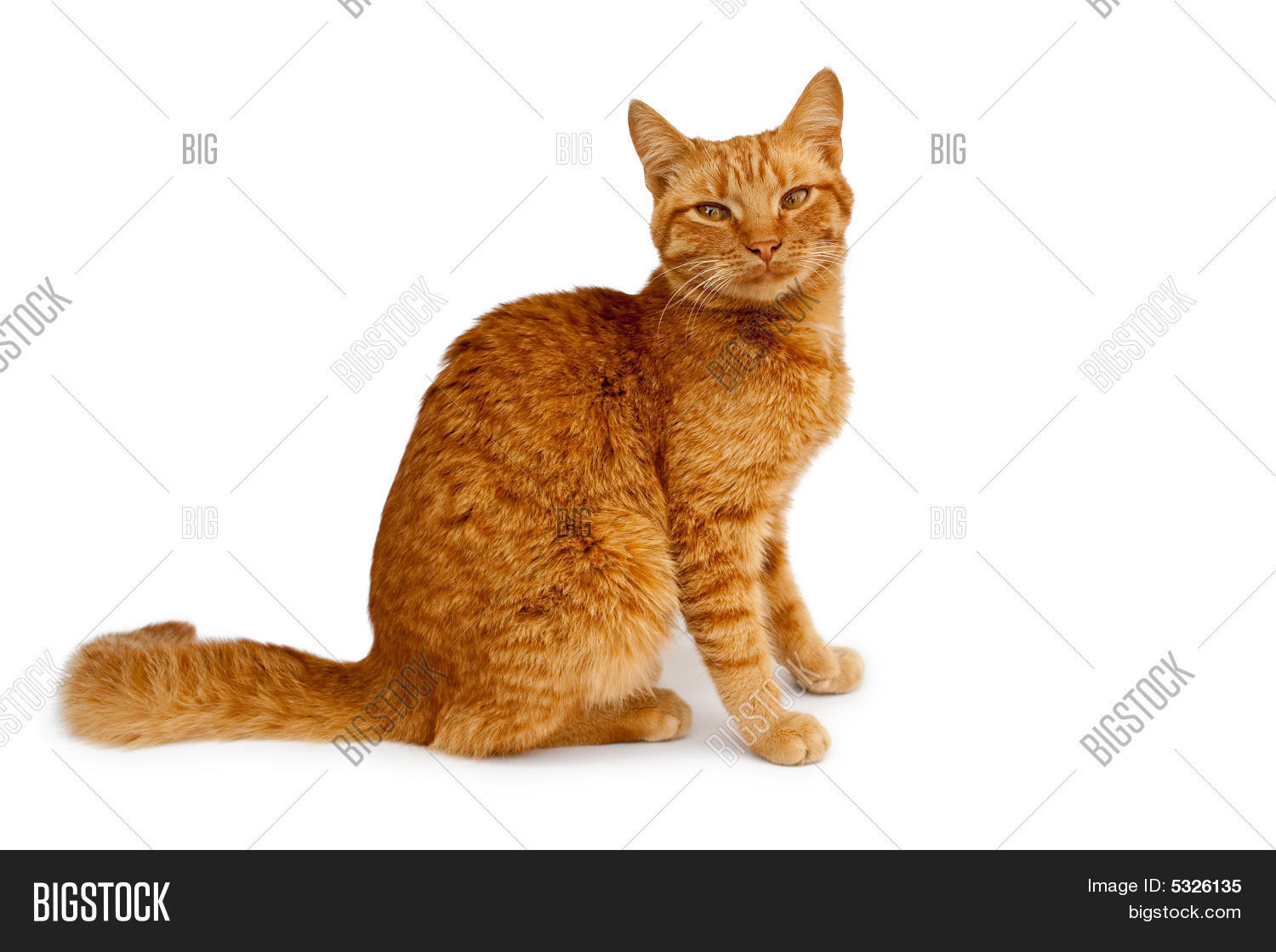Red Cat Image & Photo (Free Trial) | Bigstock