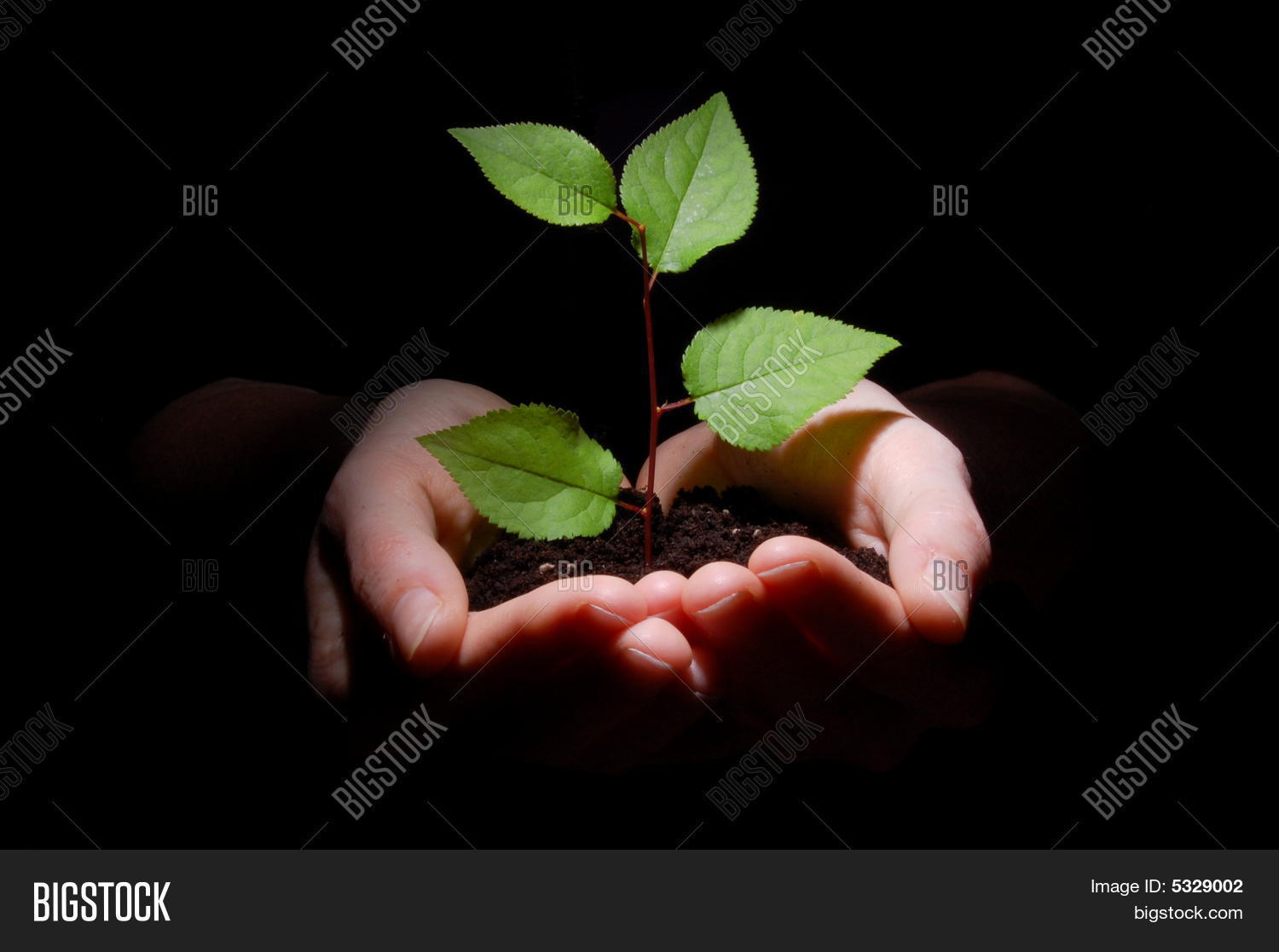 Hands Soil Plant Image & Photo (Free Trial) | Bigstock