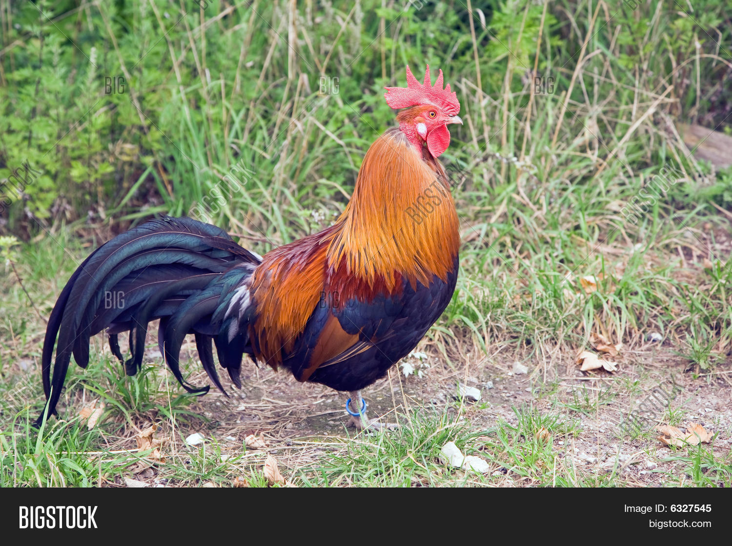 Rooster Image & Photo (Free Trial) | Bigstock