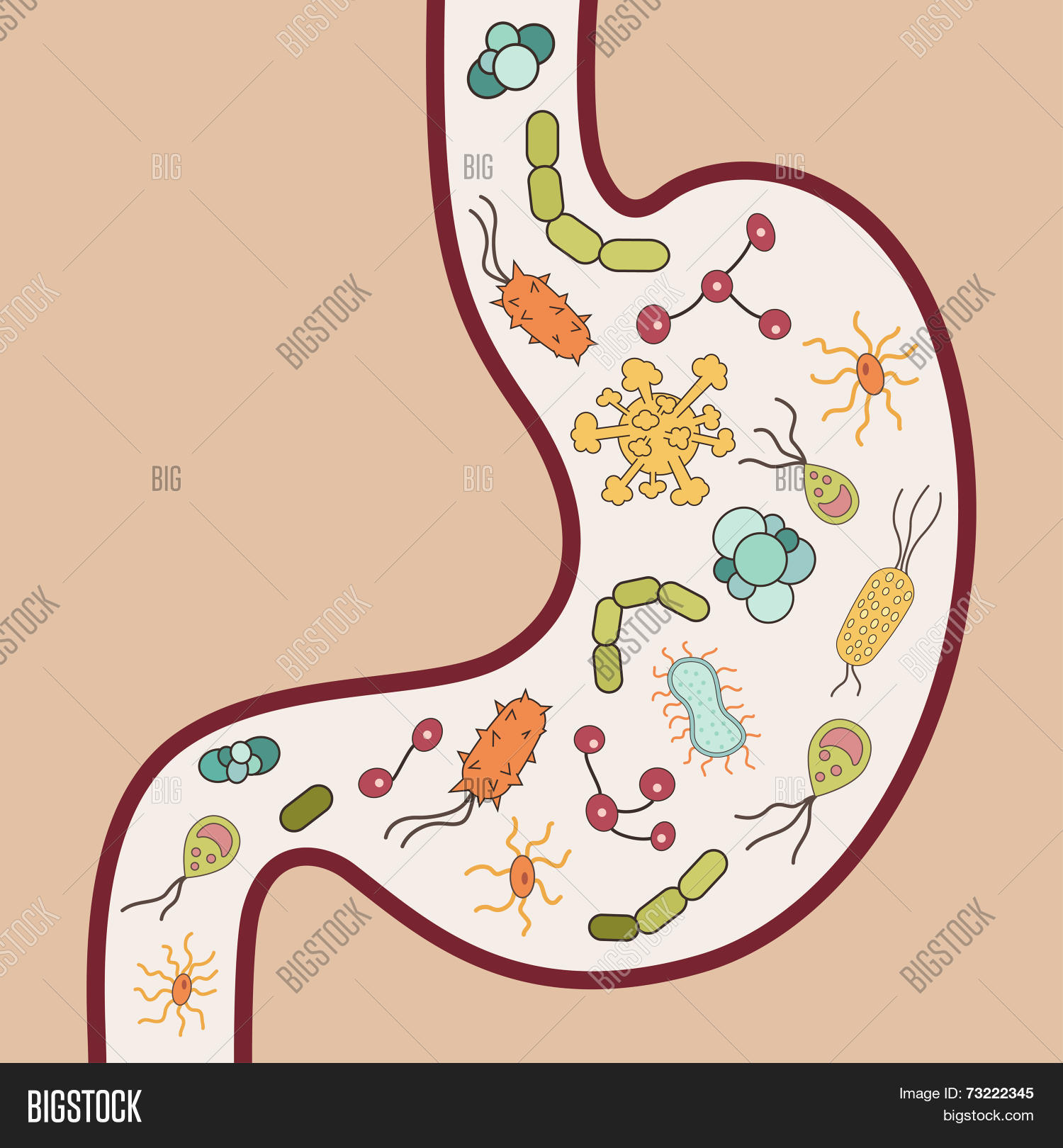 Human Stomach Viruses Vector & Photo (Free Trial) | Bigstock