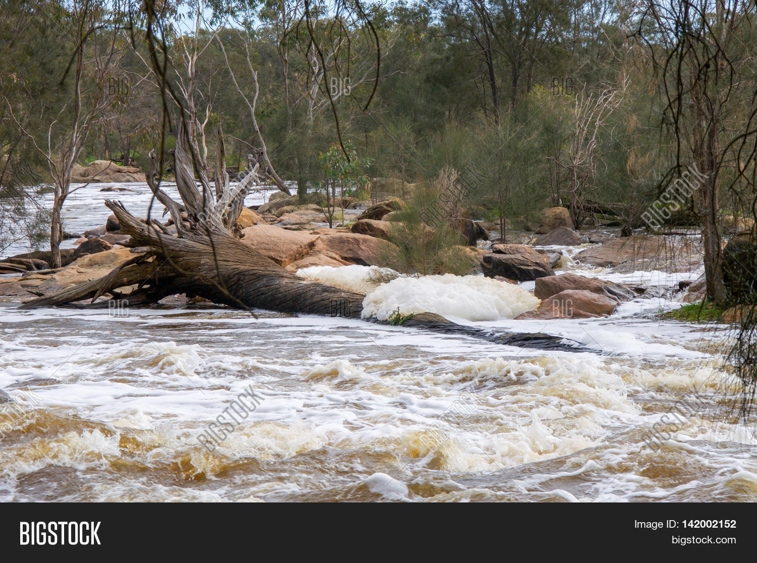 Fallen Tree Large Image & Photo (Free Trial) | Bigstock