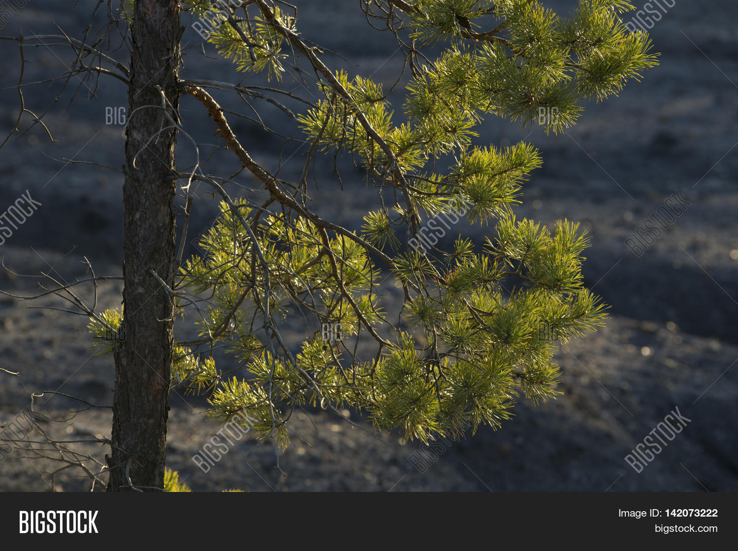 Pine Branch Swaying Image & Photo (Free Trial) | Bigstock