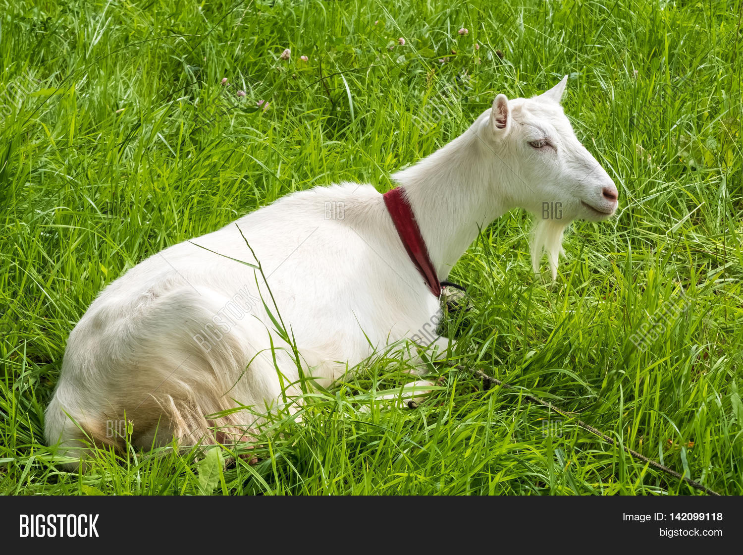 White Goat Resting Th Image & Photo (Free Trial) | Bigstock