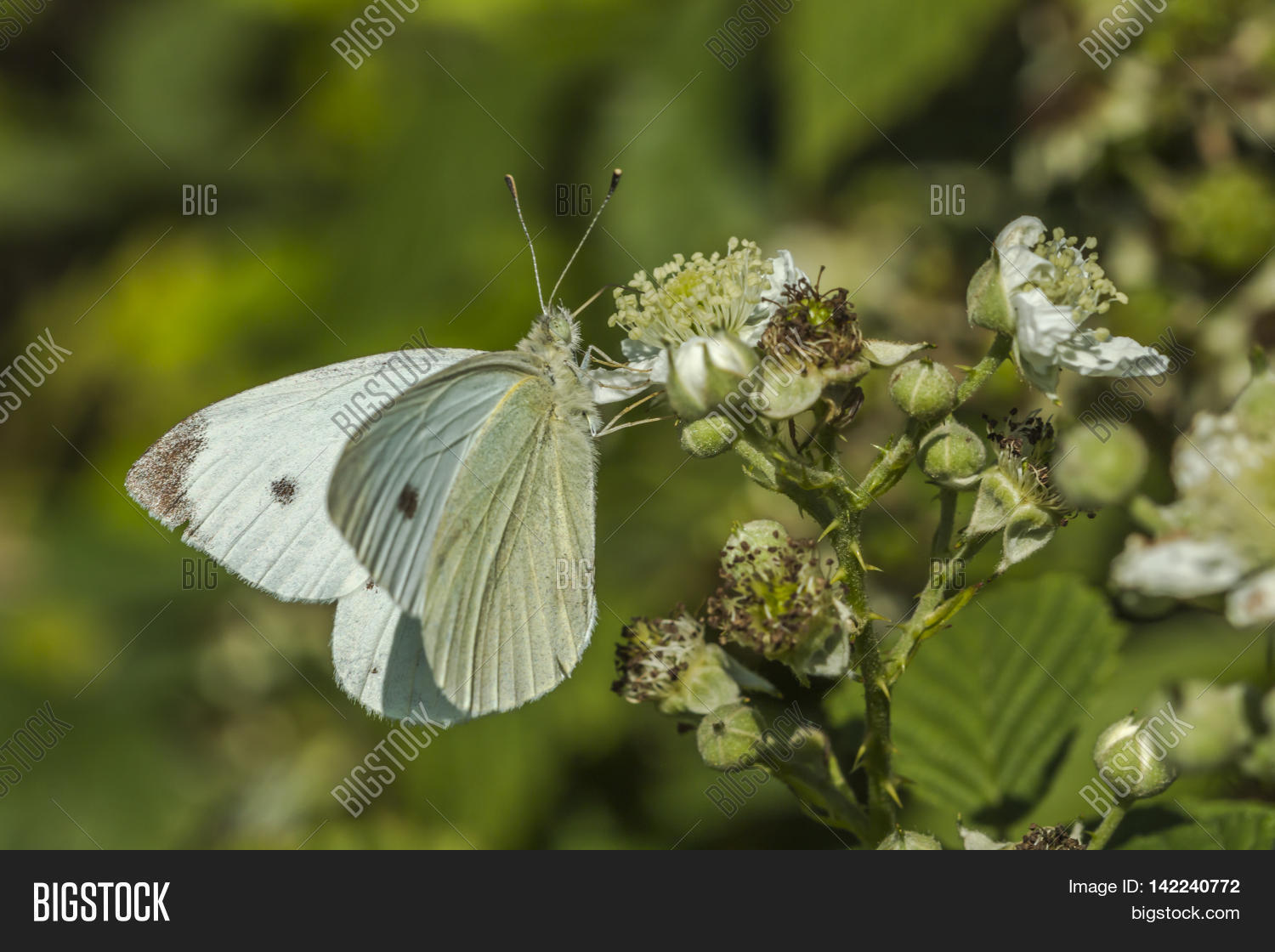 Cabbage Butterfly ( Image & Photo (Free Trial) | Bigstock