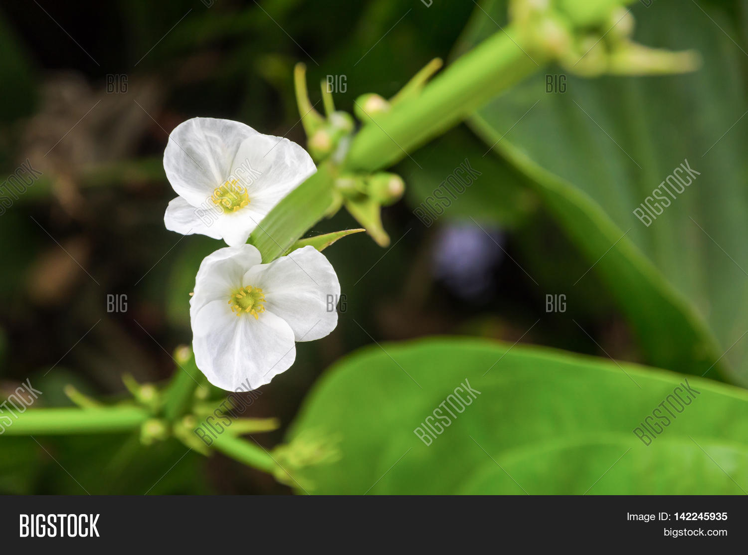 Beautiful Small White Image & Photo (Free Trial) | Bigstock
