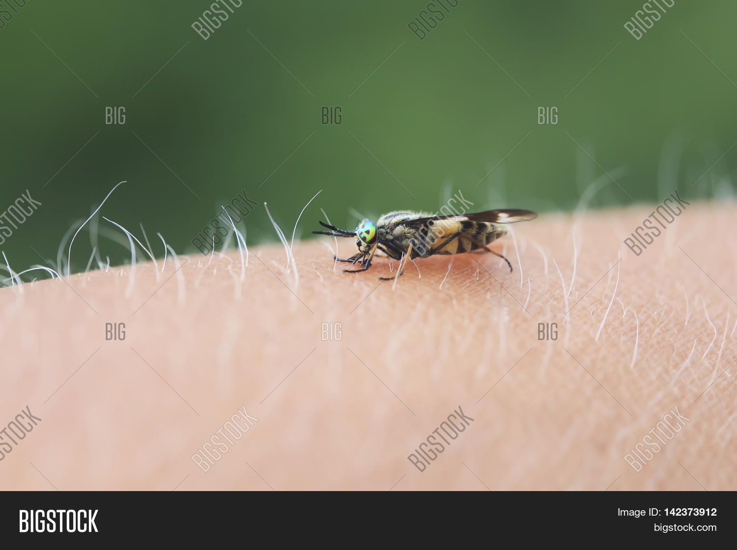 Insect Gadfly Big Eyes Image & Photo (Free Trial) | Bigstock