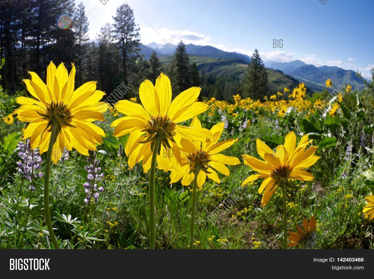 Backlit Sun Flowers Image & Photo (Free Trial) | Bigstock