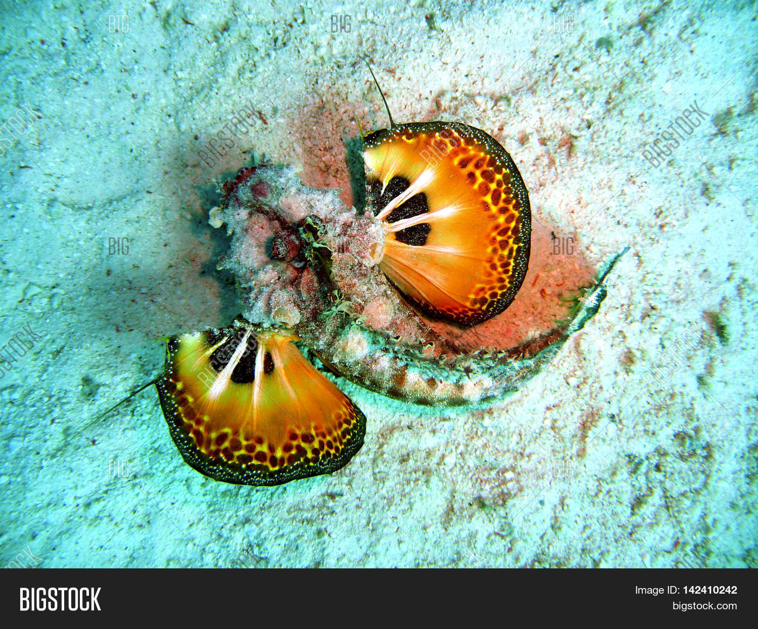 Stressed Stone-fish Image & Photo (Free Trial) | Bigstock