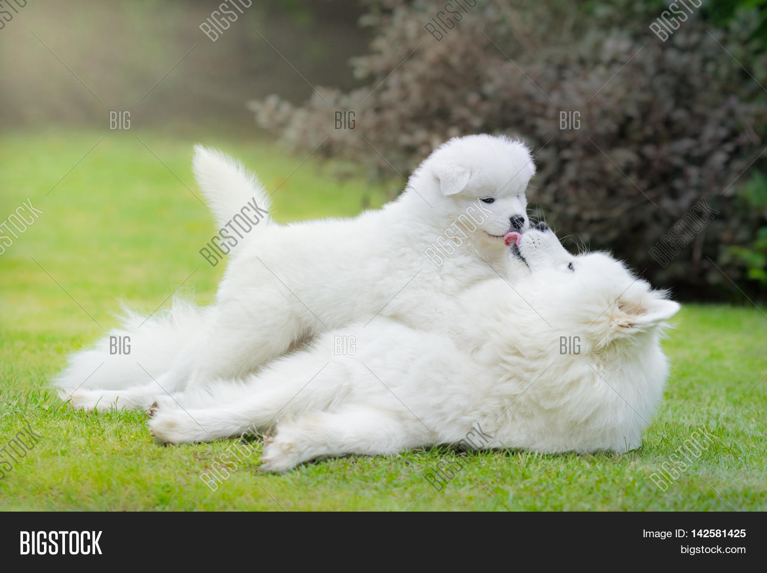 Samoyed Dog Puppy Image & Photo (Free Trial) | Bigstock