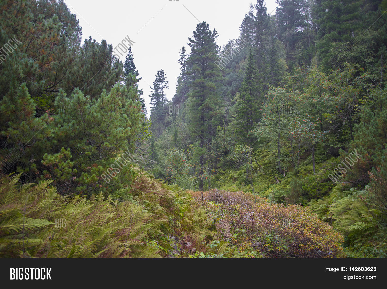 Dense Forest Mountains Image & Photo (Free Trial) | Bigstock