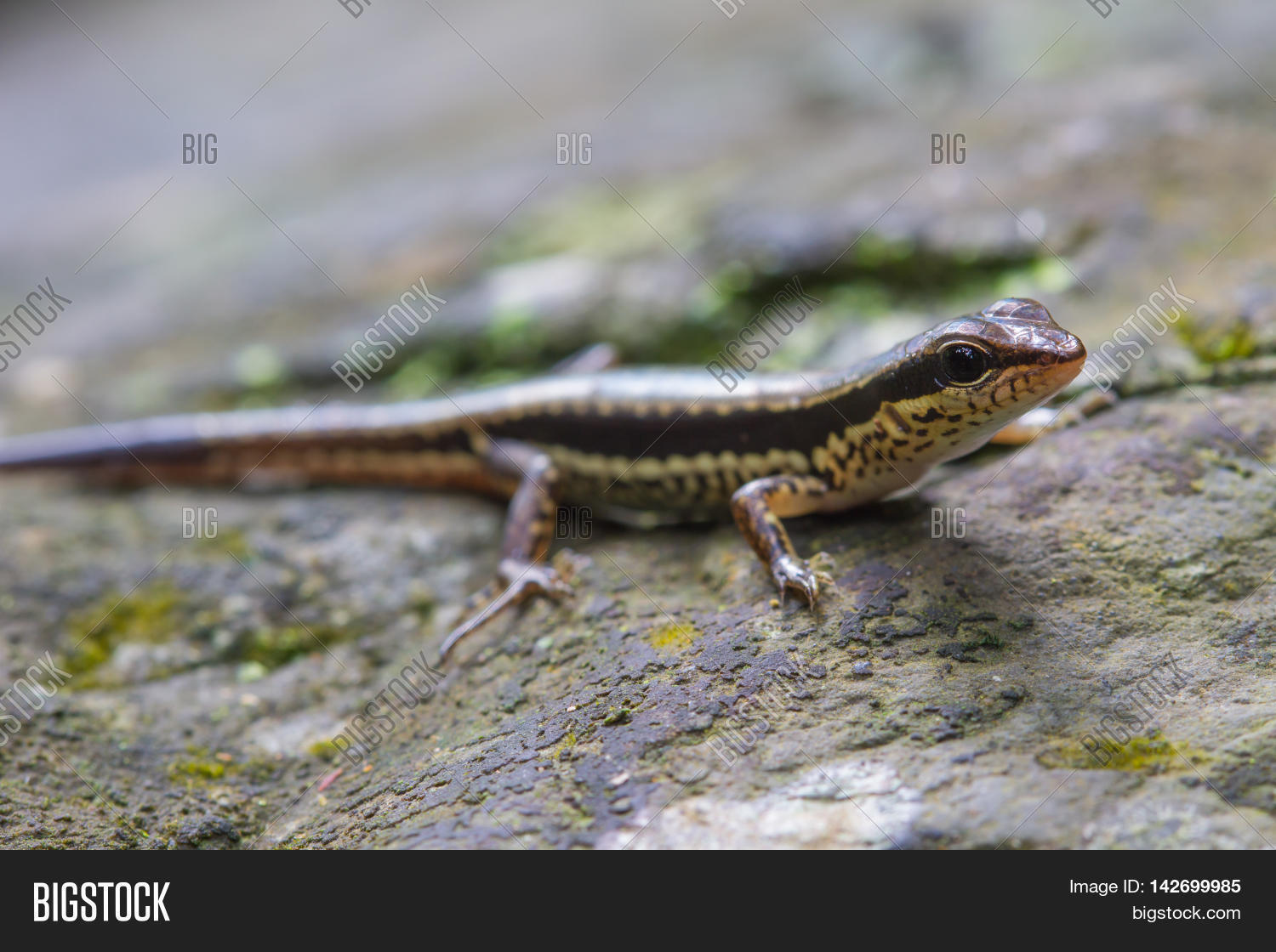 Common Forest Skink Image & Photo (Free Trial) | Bigstock