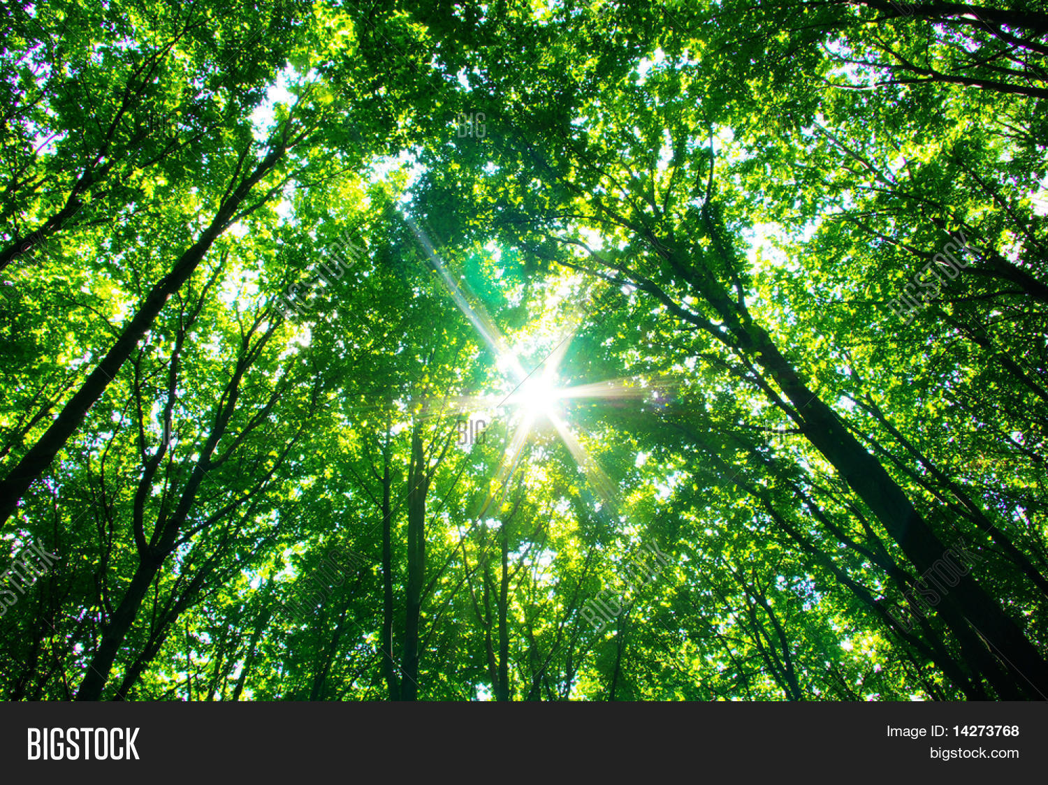 Green Forest Image & Photo (Free Trial) | Bigstock