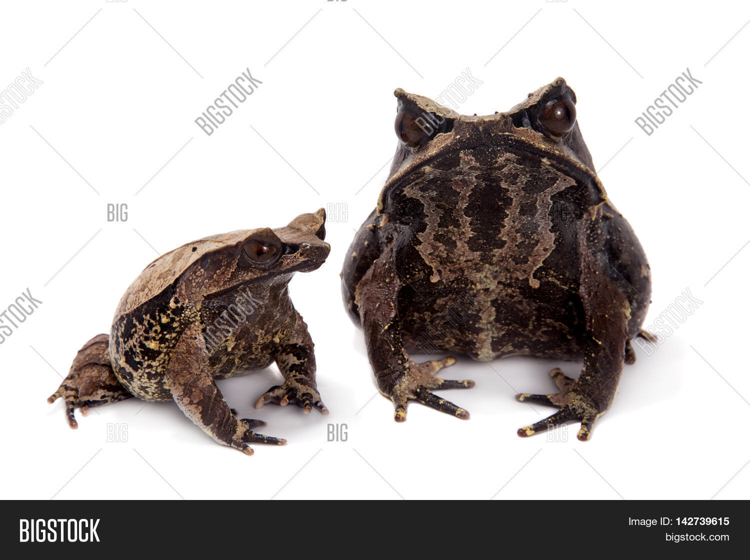 Long-nosed Horned Frog Image & Photo (Free Trial) | Bigstock